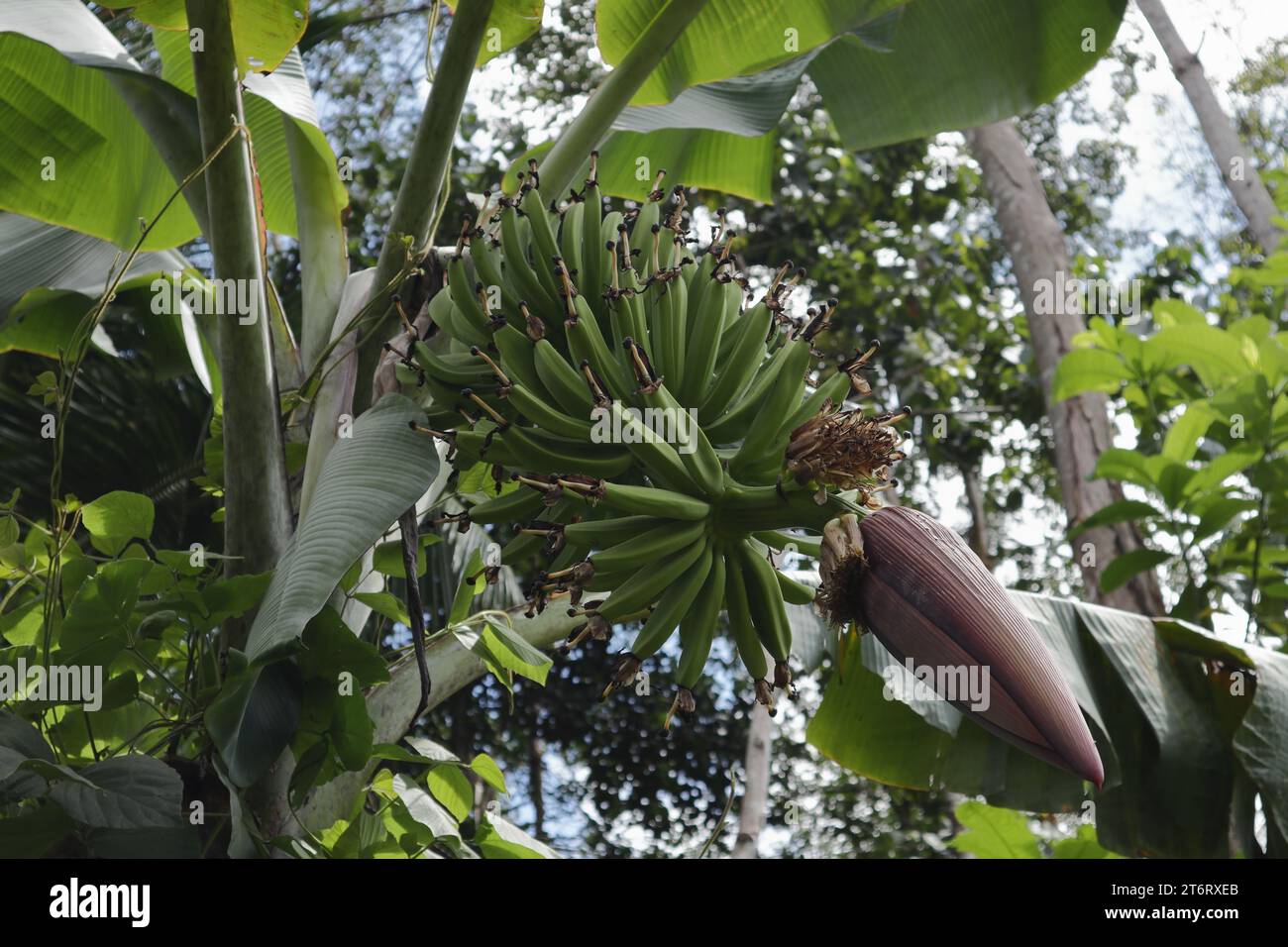 Angle view of a partially opened Banana inflorescence growing on the ...