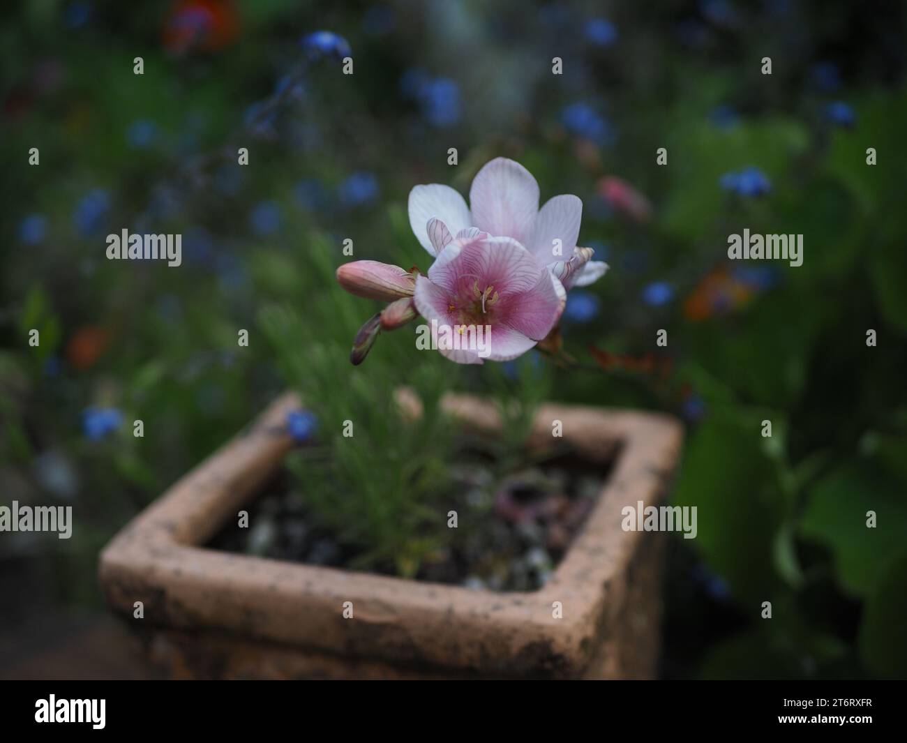 Tritonia hi-res stock photography and images - Alamy