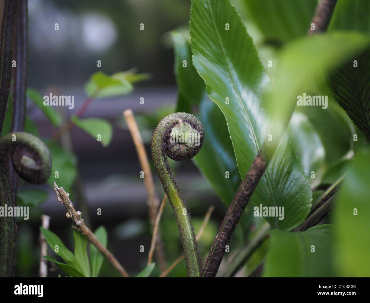 Curled young hi-res stock photography and images - Alamy