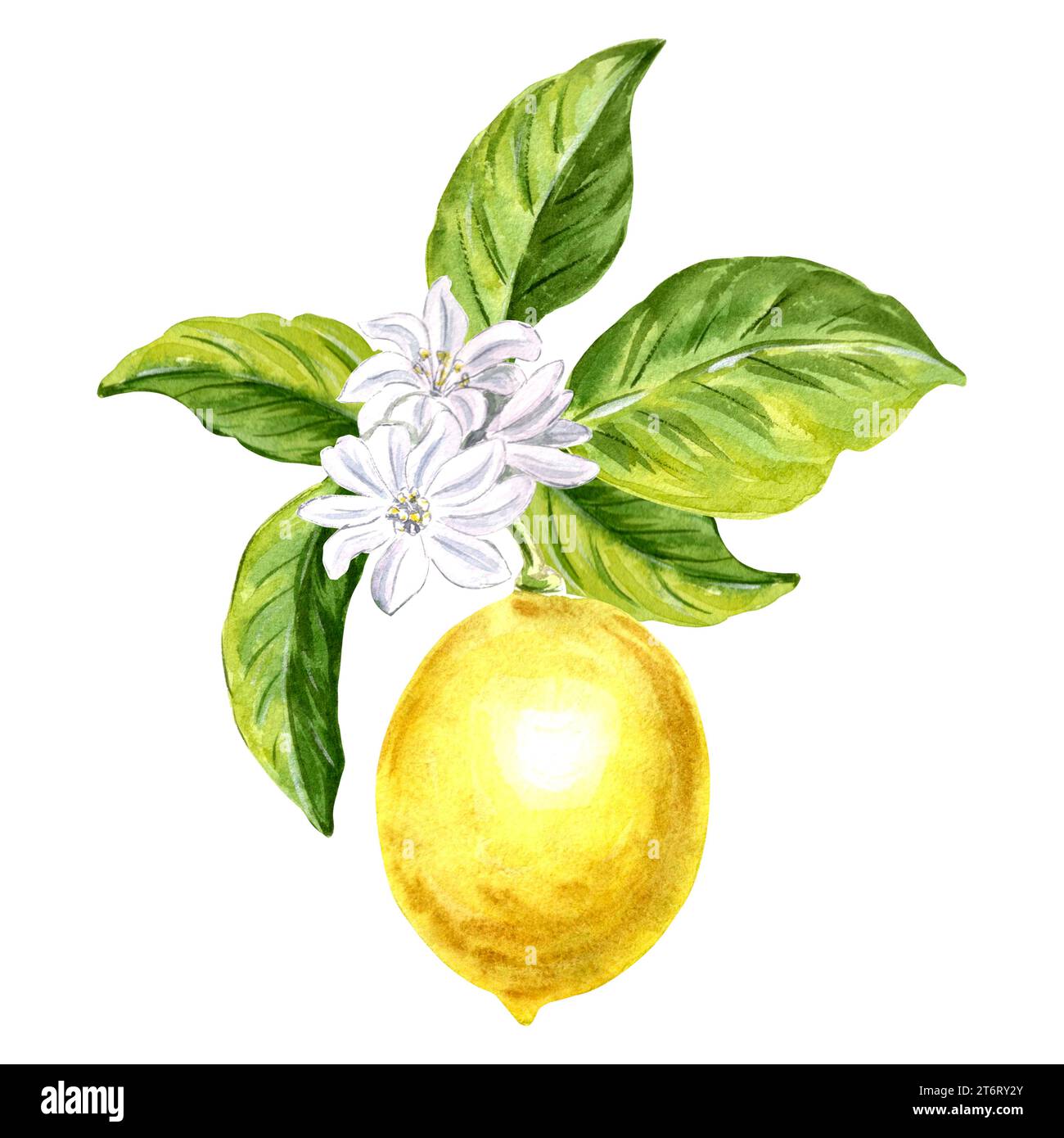Yellow lemon with green leaves and white flowers. Watercolor hand drawn ...
