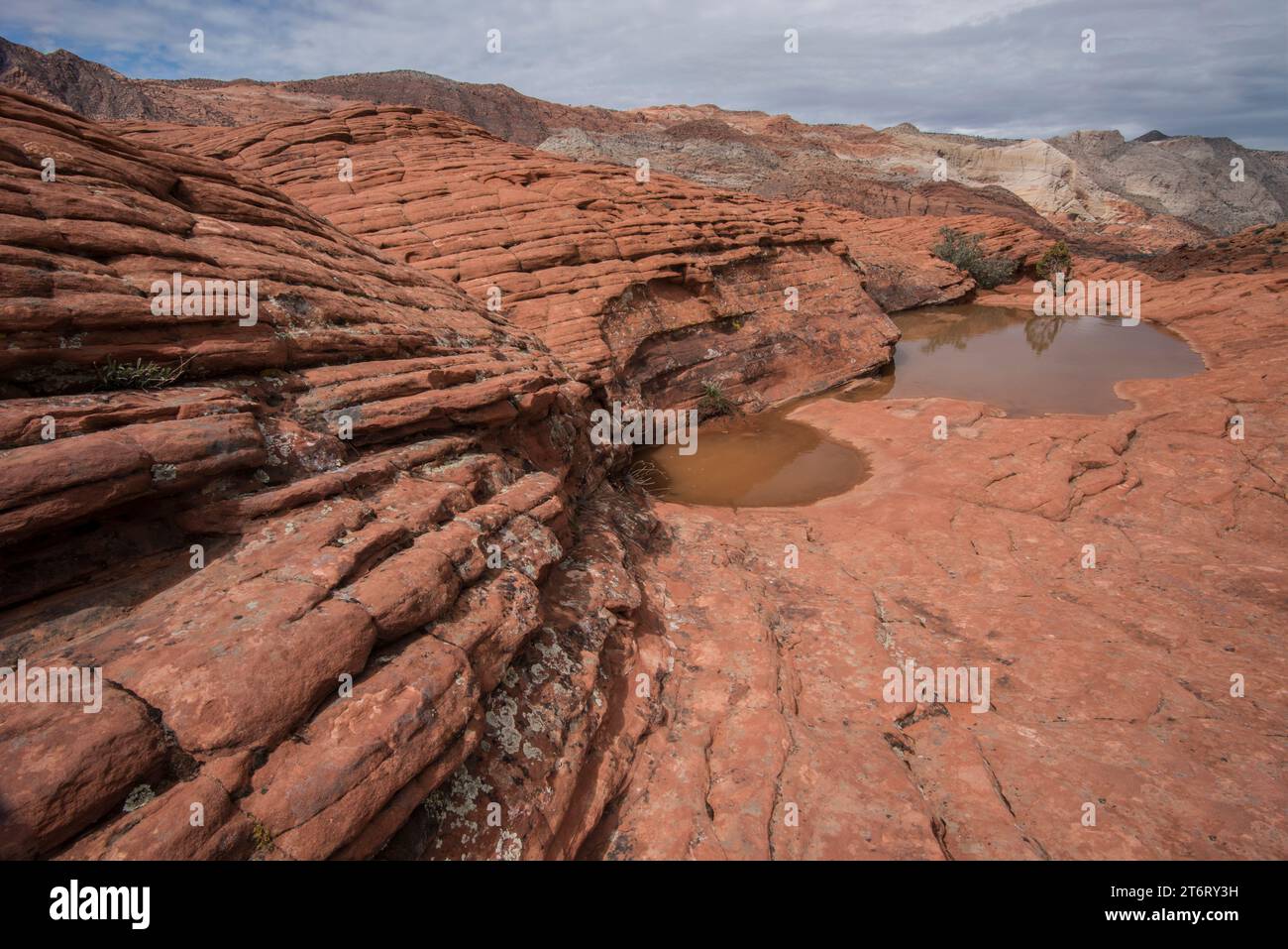 Scenic landscape water oasis in navajo sandstone snow canyon state park ...