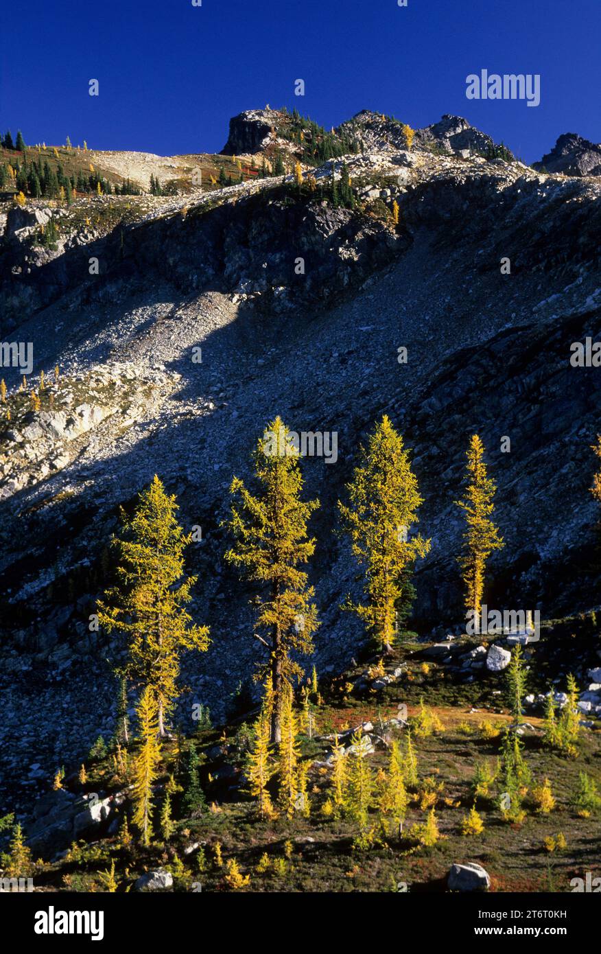 Larch near Maple Pass, Okanogan National Forest, Washington Stock Photo ...