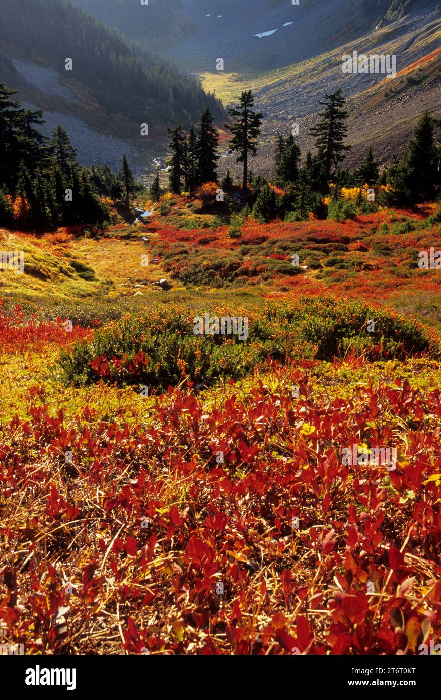 North cascade huckleberry hi-res stock photography and images - Alamy