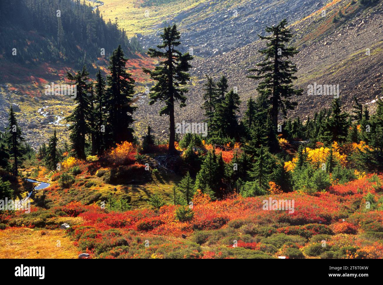 North cascade huckleberry hi-res stock photography and images - Alamy