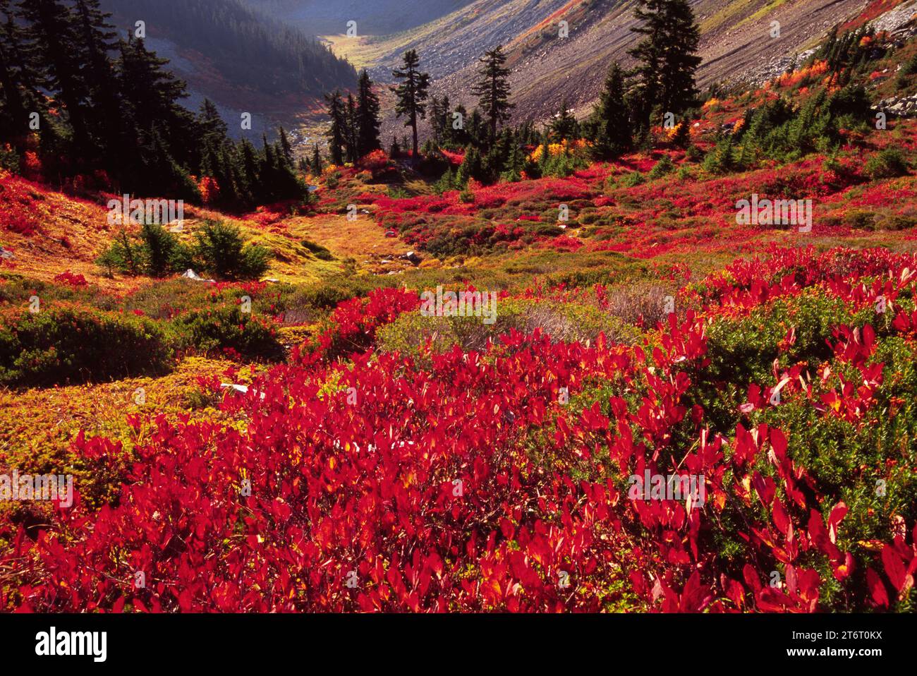 North cascade huckleberry hi-res stock photography and images - Alamy