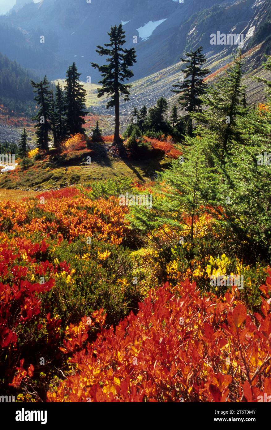 Cascade Pass view with huckleberry, North Cascades National Park ...
