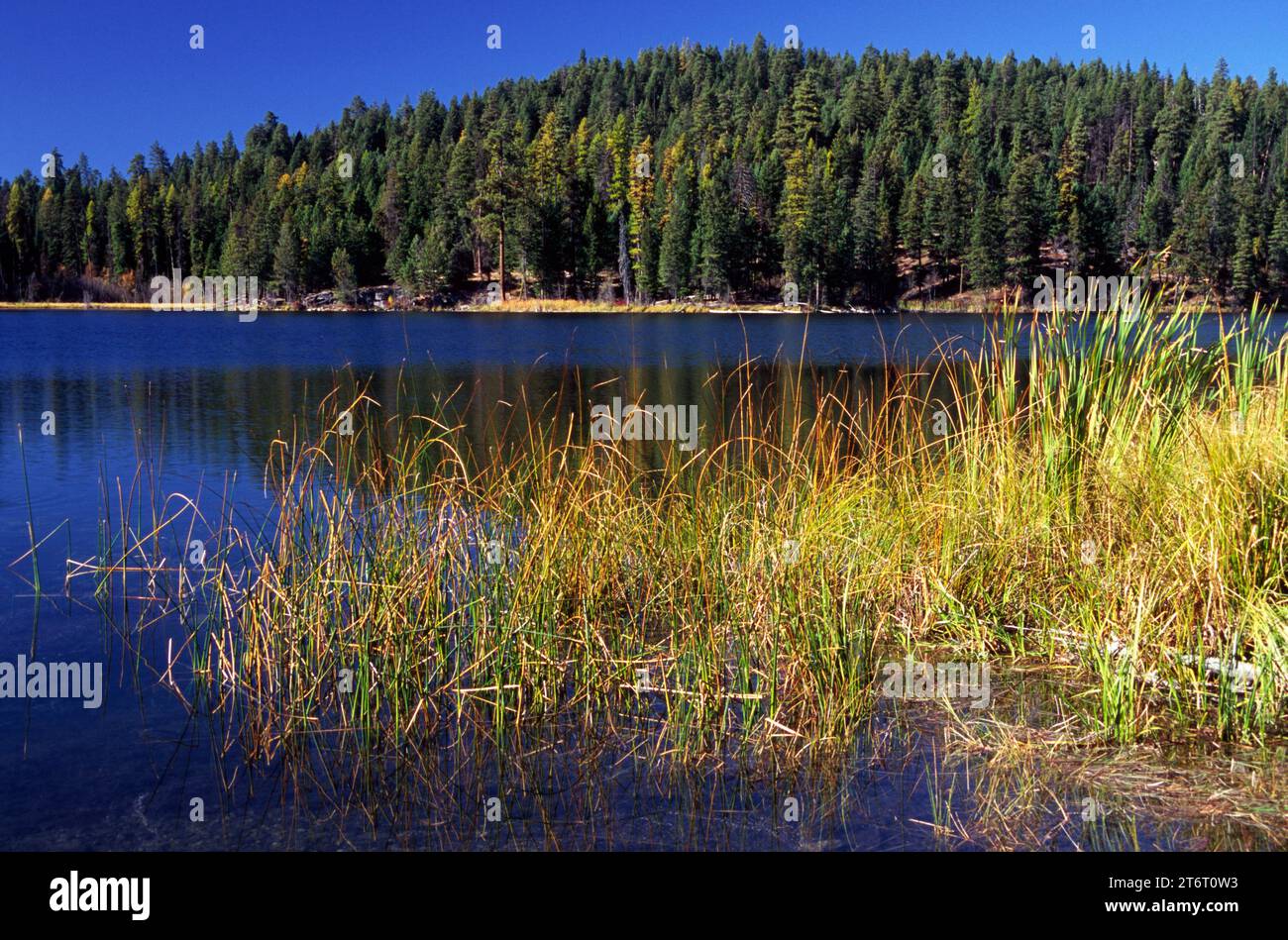 Colville national forest hi-res stock photography and images - Alamy
