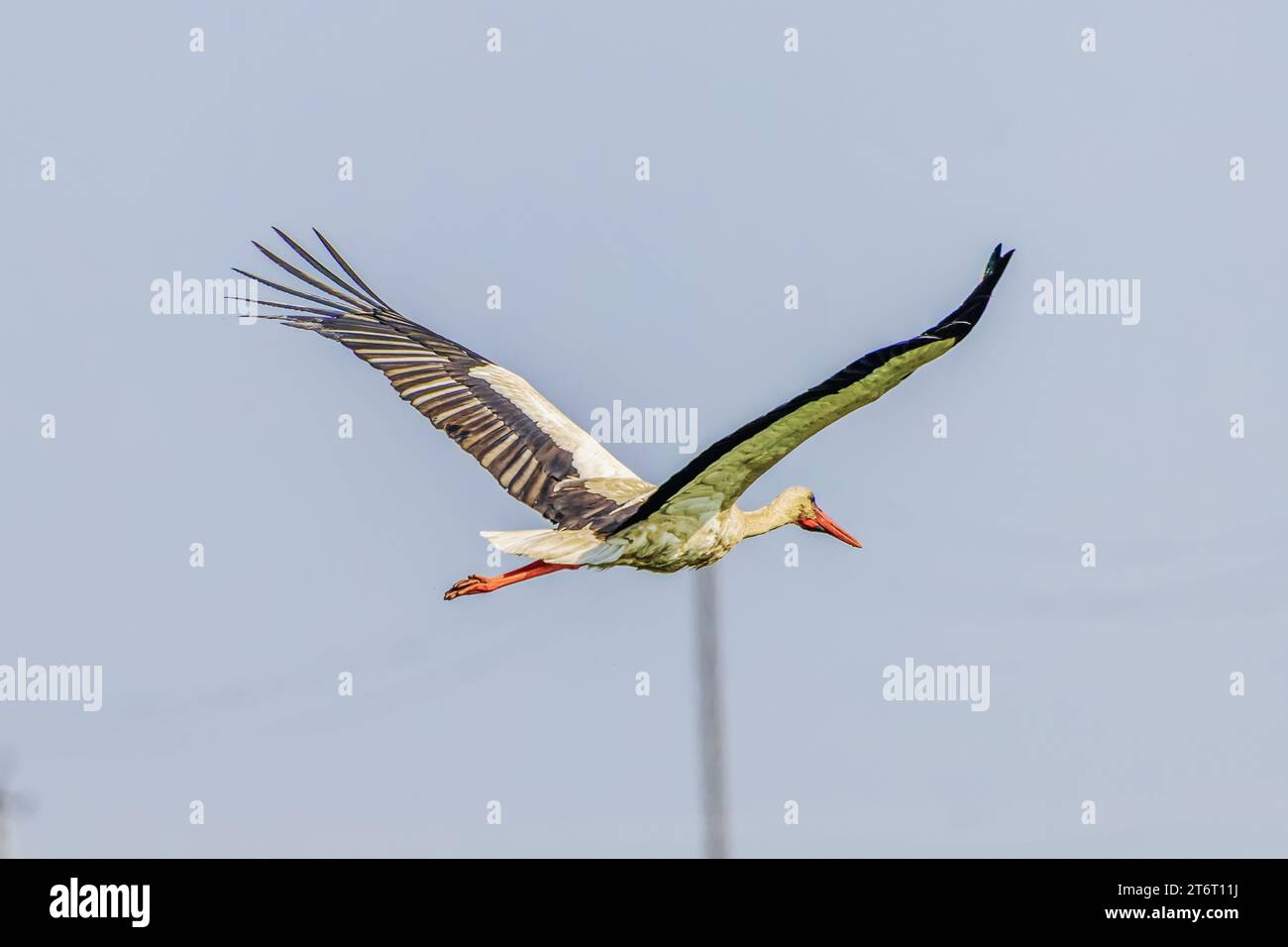 Birds soar in the wild blue sky, embodying the spirit of nature's ...