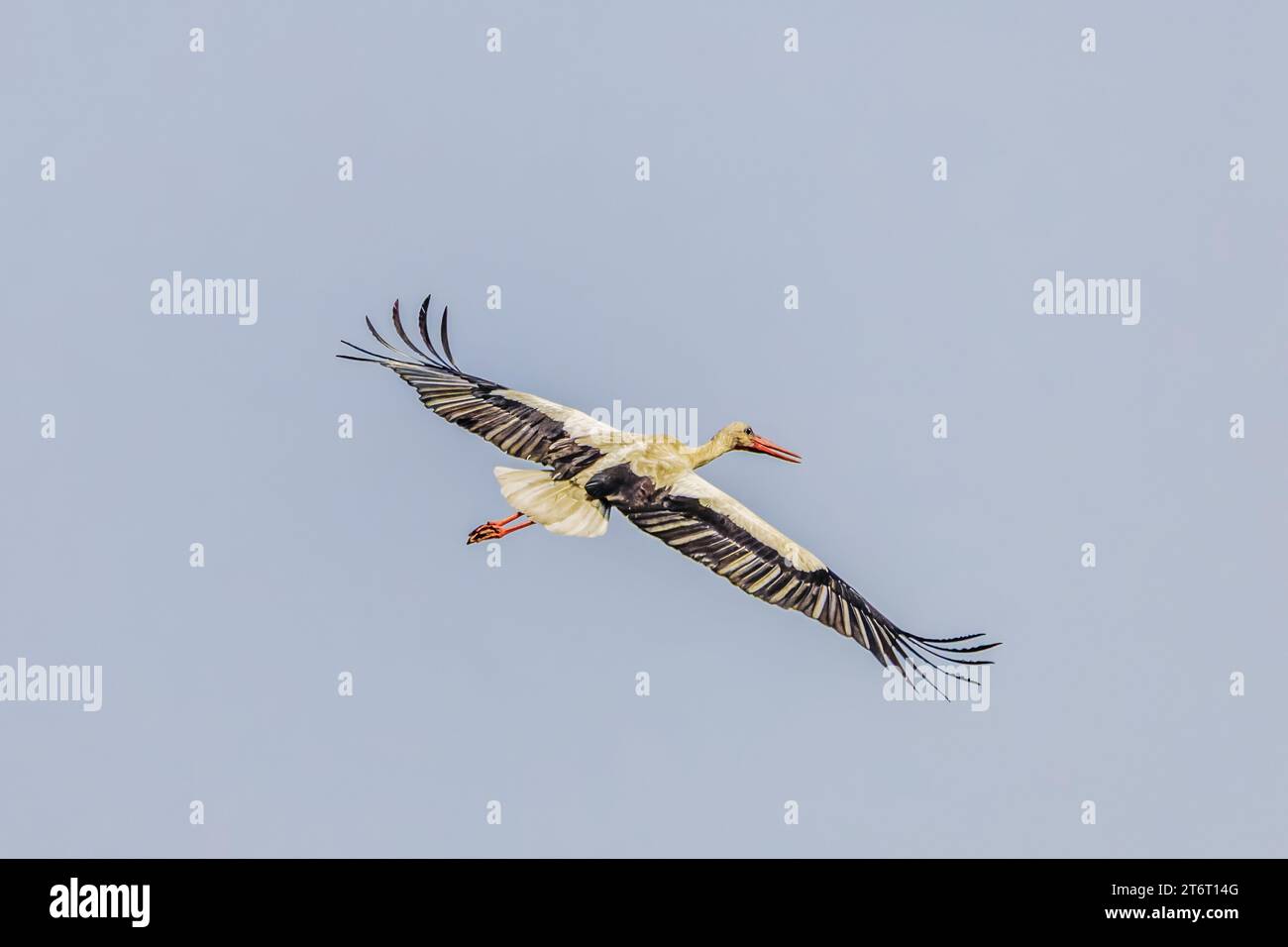 Birds soar in the wild blue sky, embodying the spirit of nature's ...