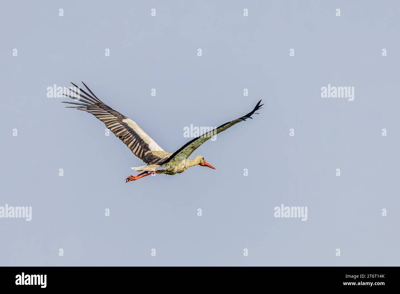 Birds soar in the wild blue sky, embodying the spirit of nature's ...