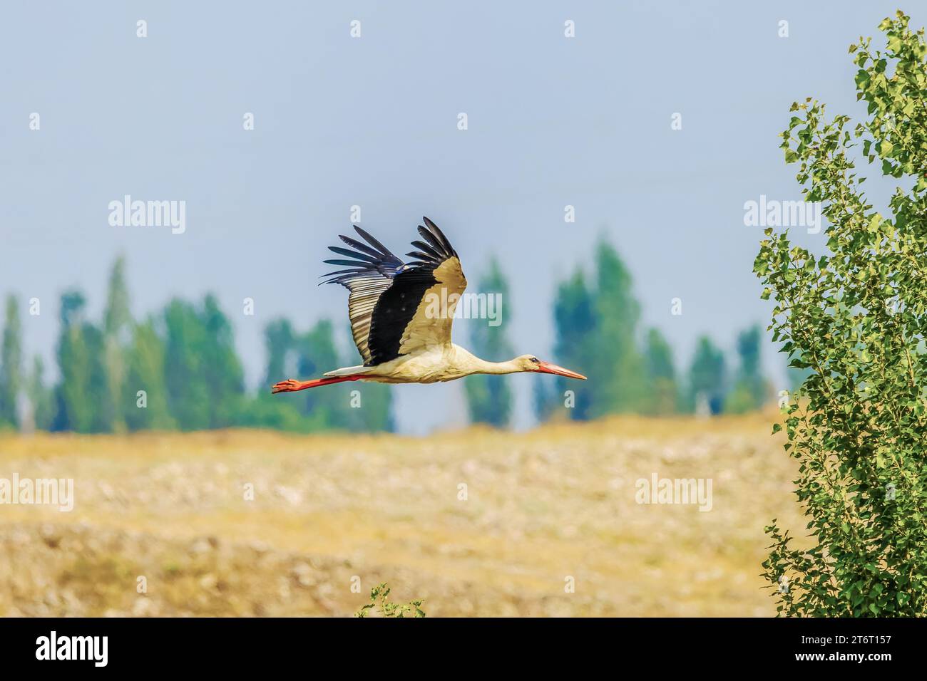 Birds soar in the wild blue sky, embodying the spirit of nature's ...
