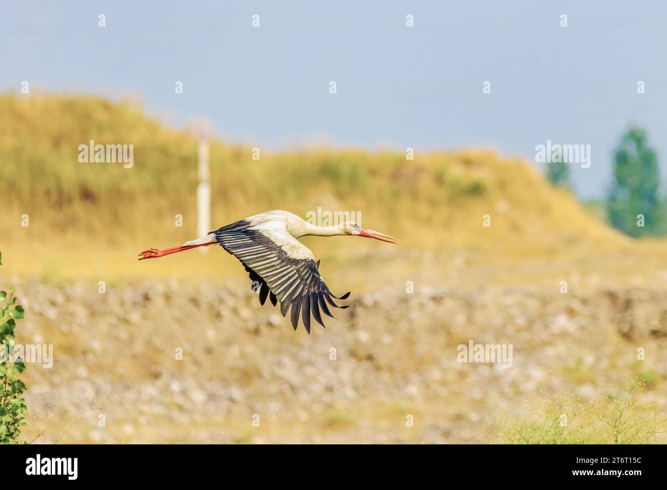Birds soar in the wild blue sky, embodying the spirit of nature's ...