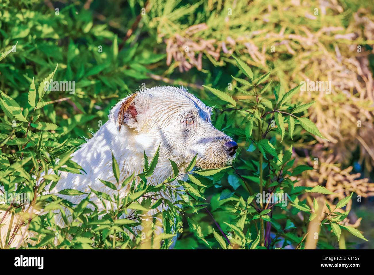 Dog breed Jack Russell Terrier in nature in the wild Stock Photo - Alamy