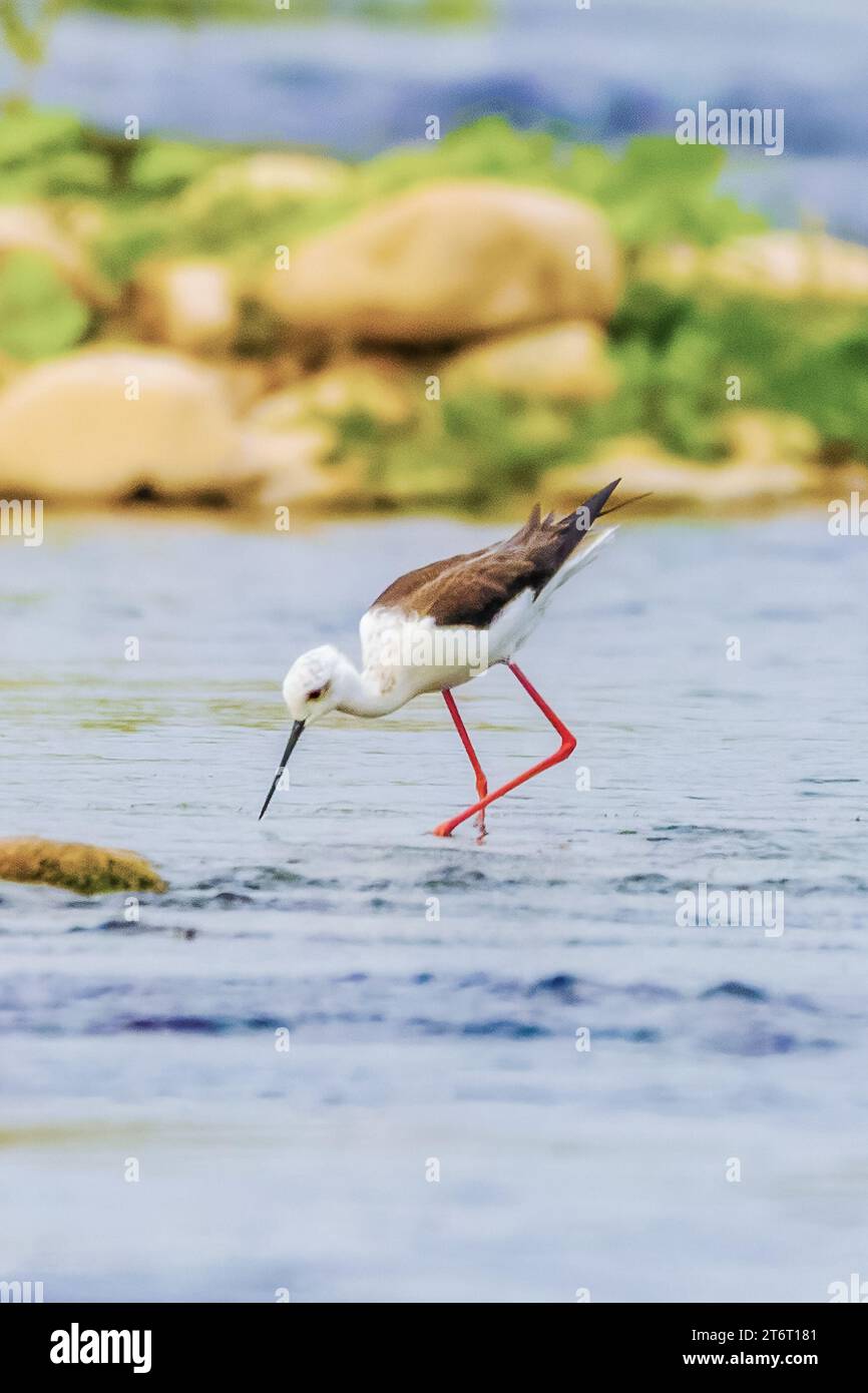 Wild birds wade in the pristine lake, showcasing the beauty of nature ...