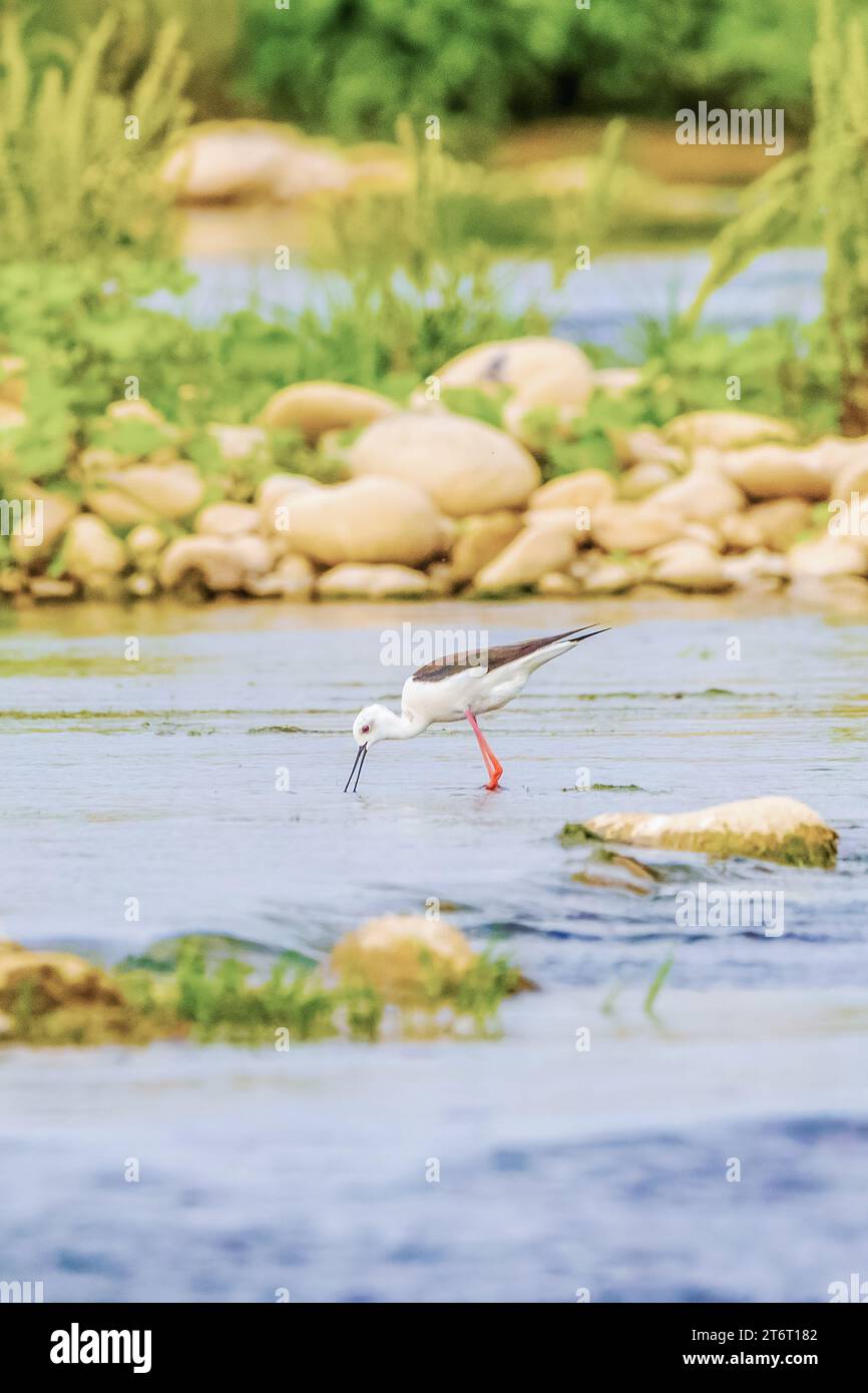 Wild birds wade in the pristine lake, showcasing the beauty of nature ...