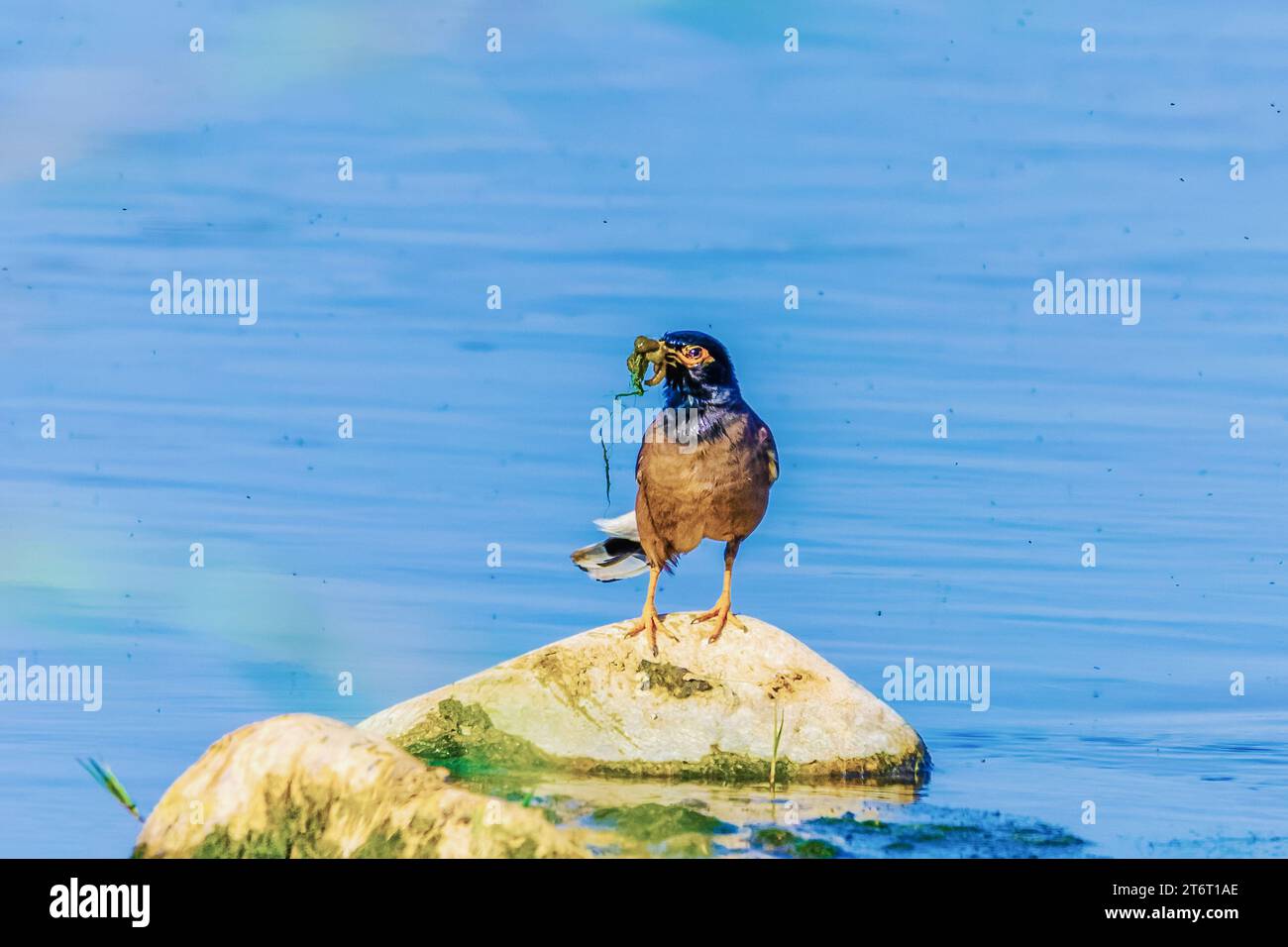 Wild birds wade in the pristine lake, showcasing the beauty of nature ...