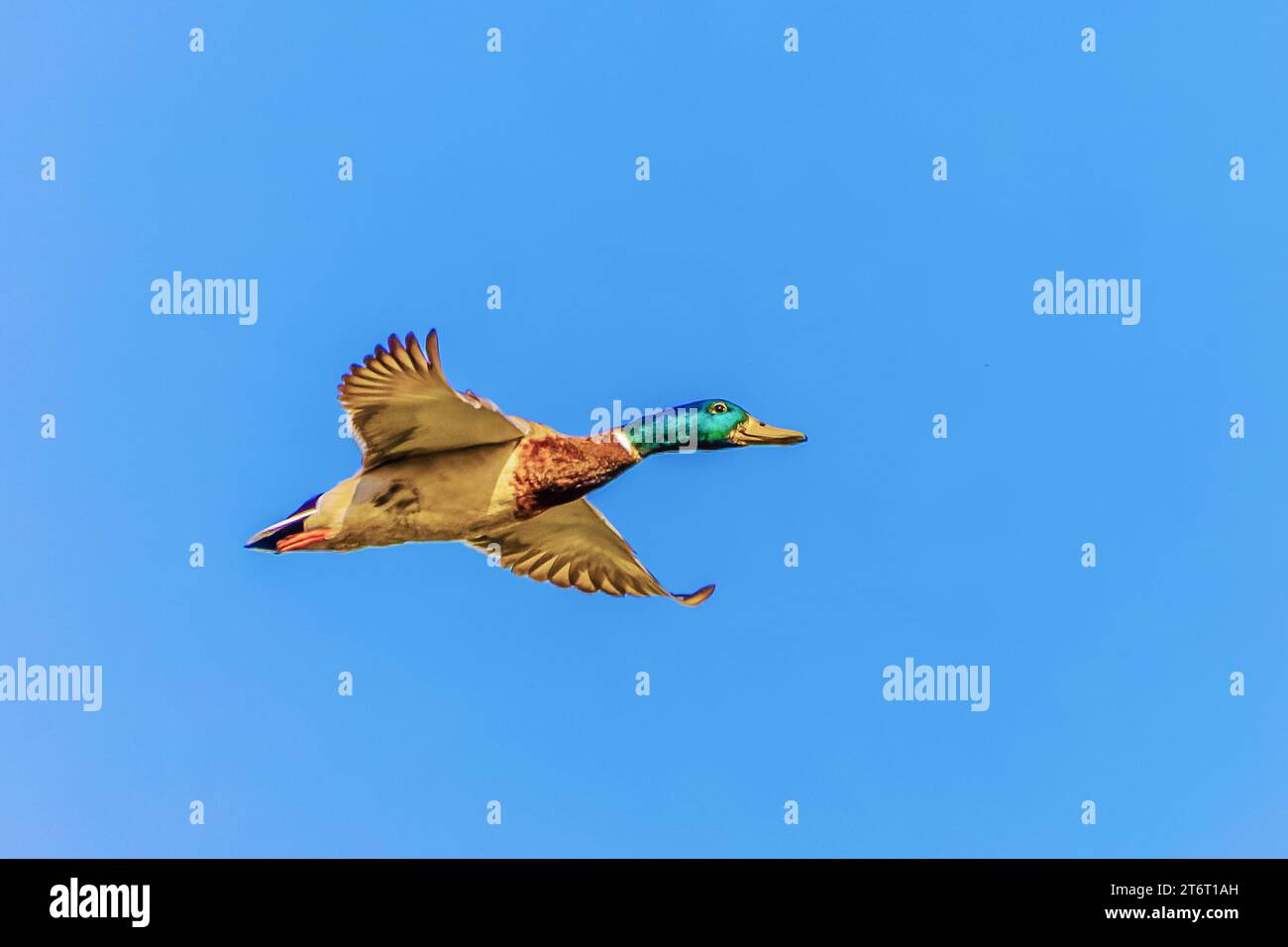 Birds soar in the wild blue sky, embodying the spirit of nature's ...