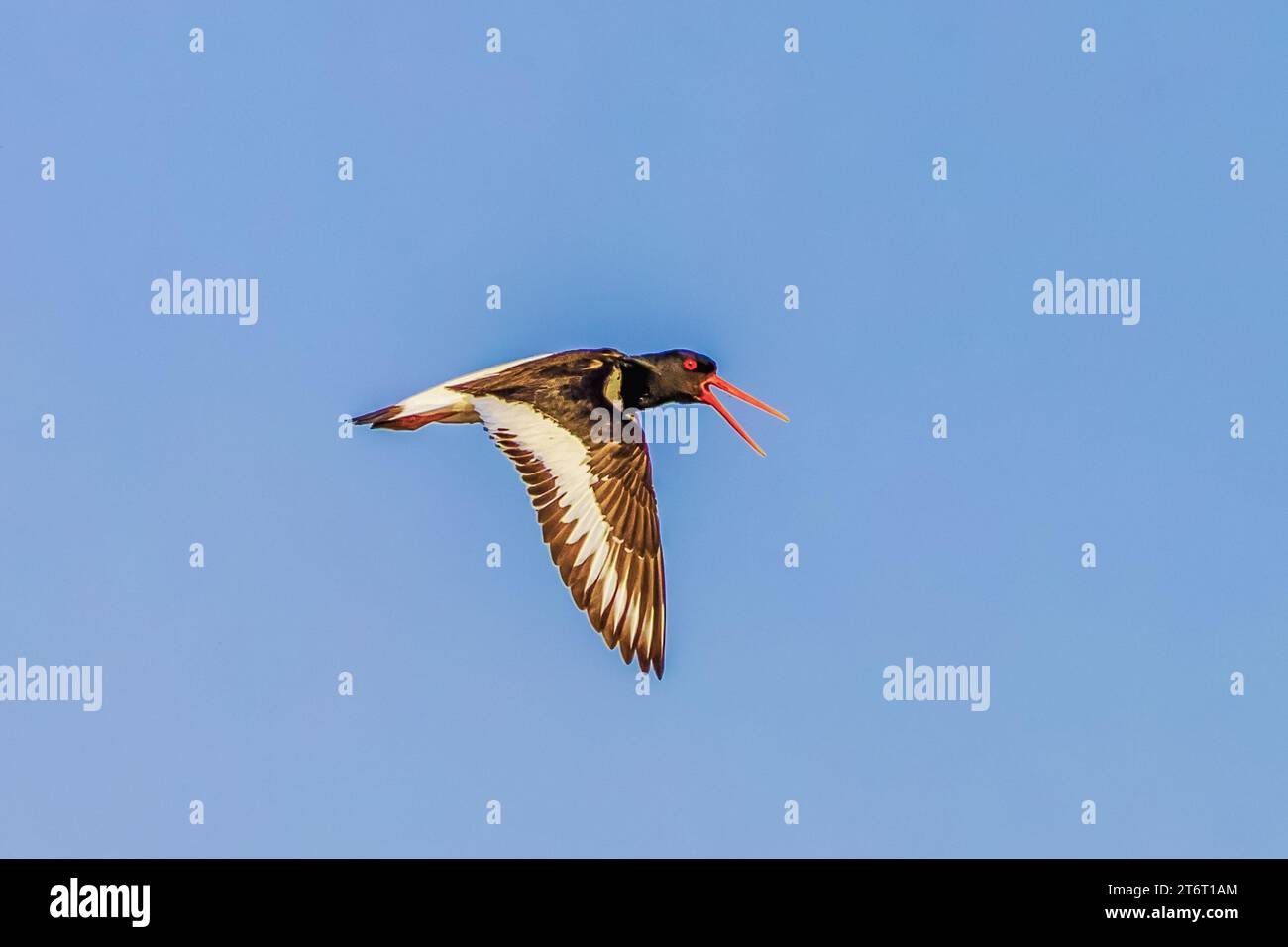 Birds soar in the wild blue sky, embodying the spirit of nature's ...