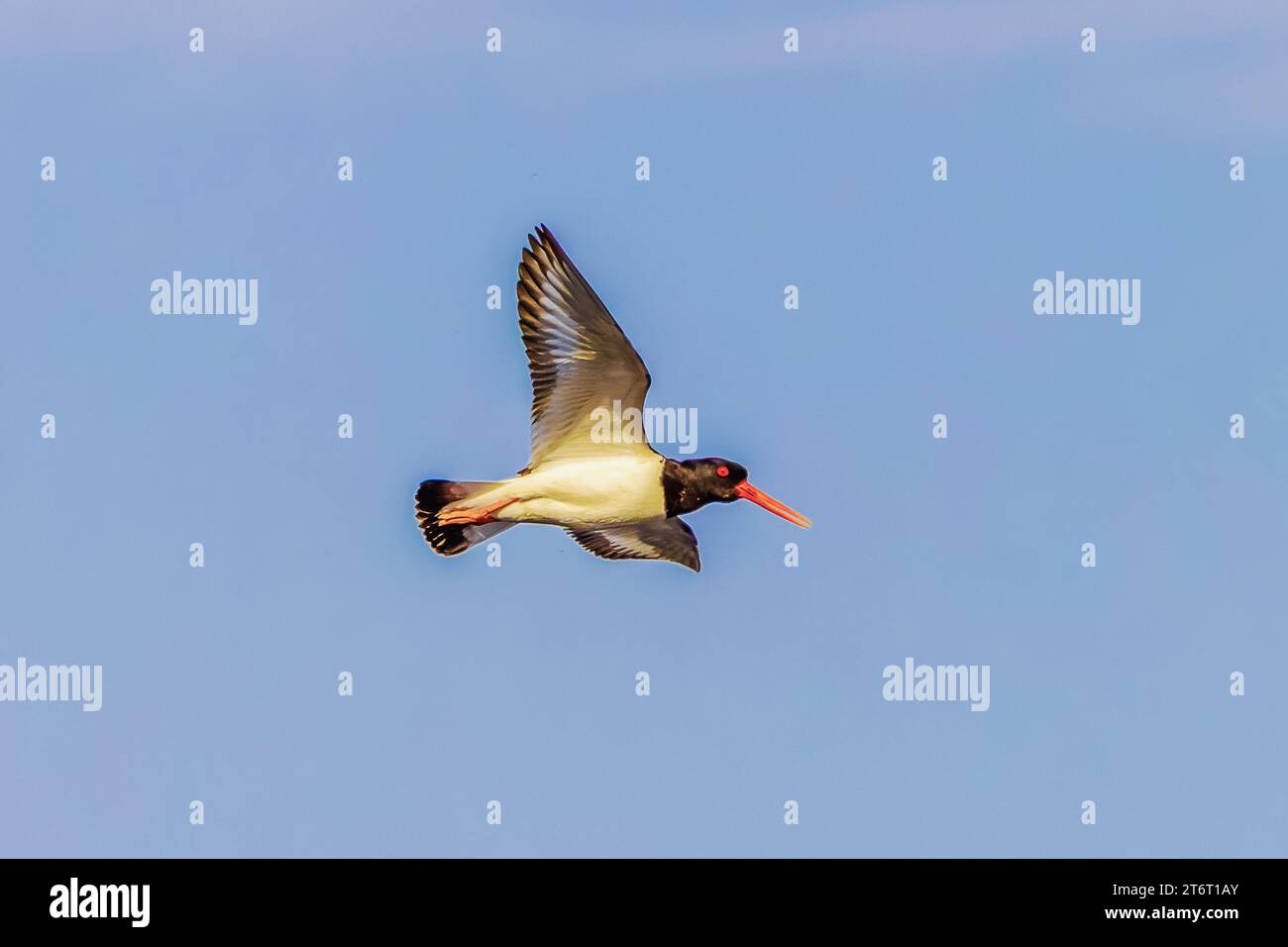 Birds soar in the wild blue sky, embodying the spirit of nature's ...