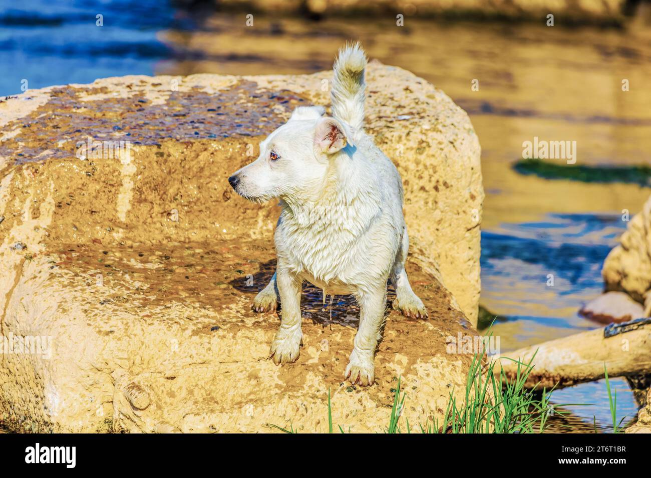 Dog breed Jack Russell Terrier in nature in the wild Stock Photo - Alamy