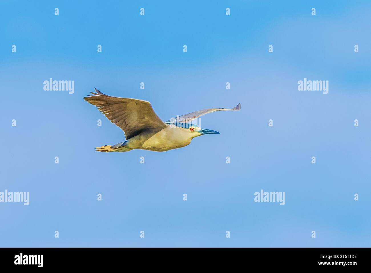 Birds soar in the wild blue sky, embodying the spirit of nature's ...