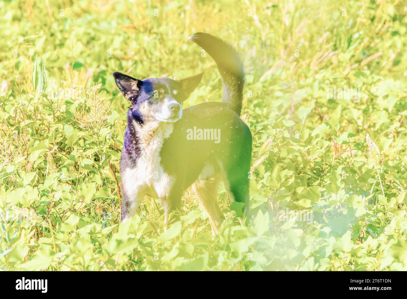 Dog breed Jack Russell Terrier in nature in the wild Stock Photo - Alamy