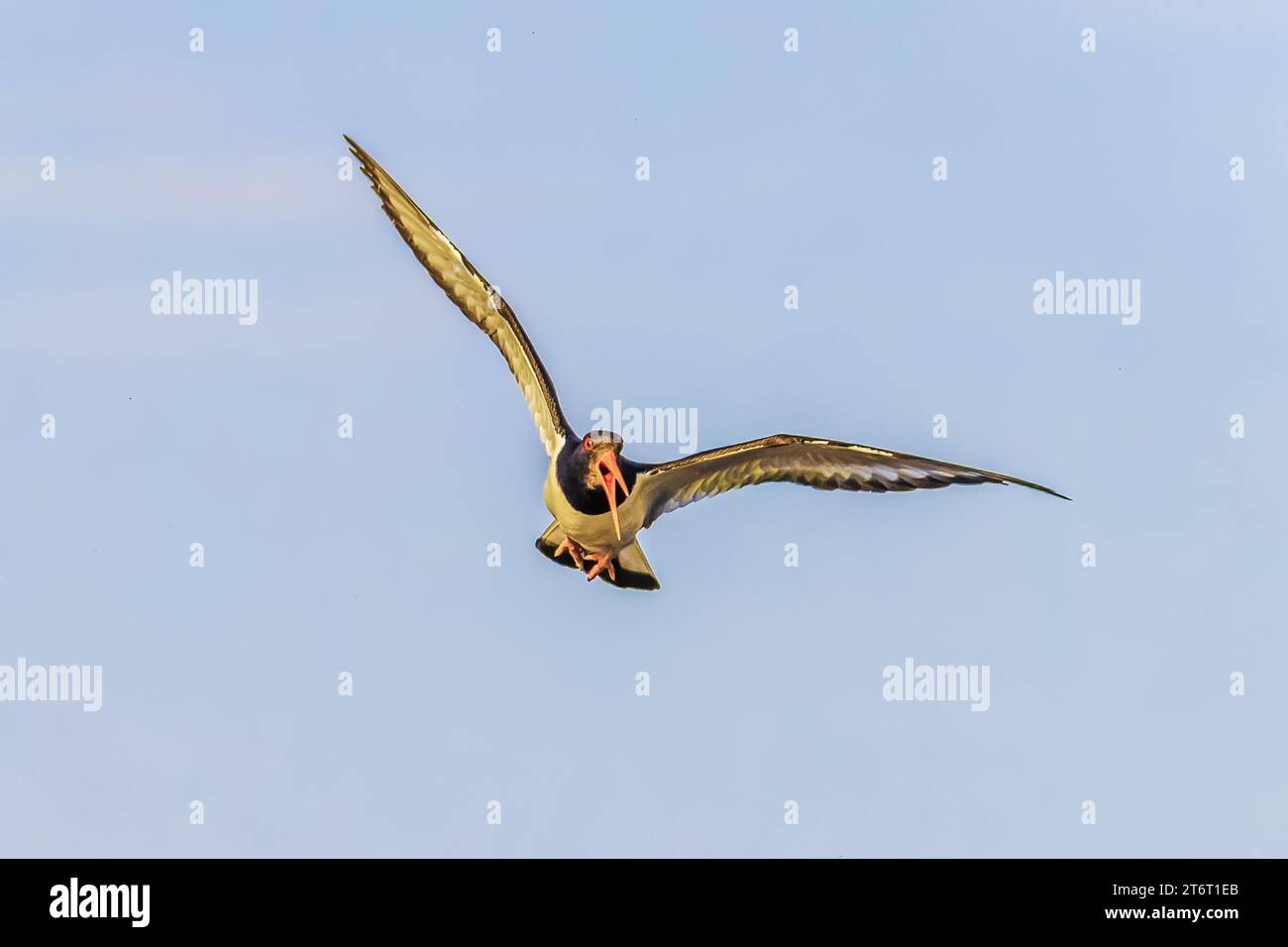 Birds soar in the wild blue sky, embodying the spirit of nature's ...