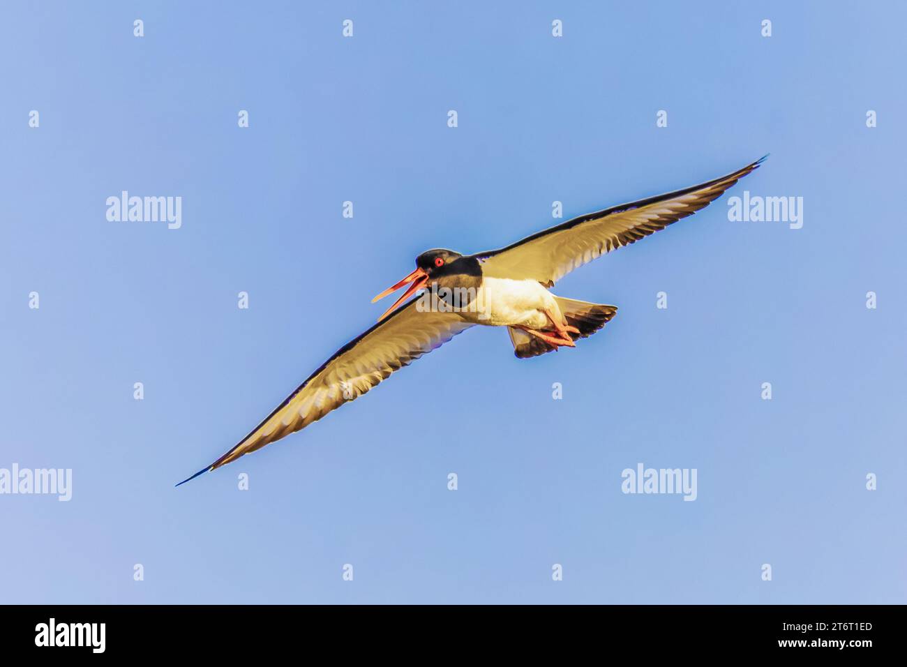 Birds soar in the wild blue sky, embodying the spirit of nature's ...