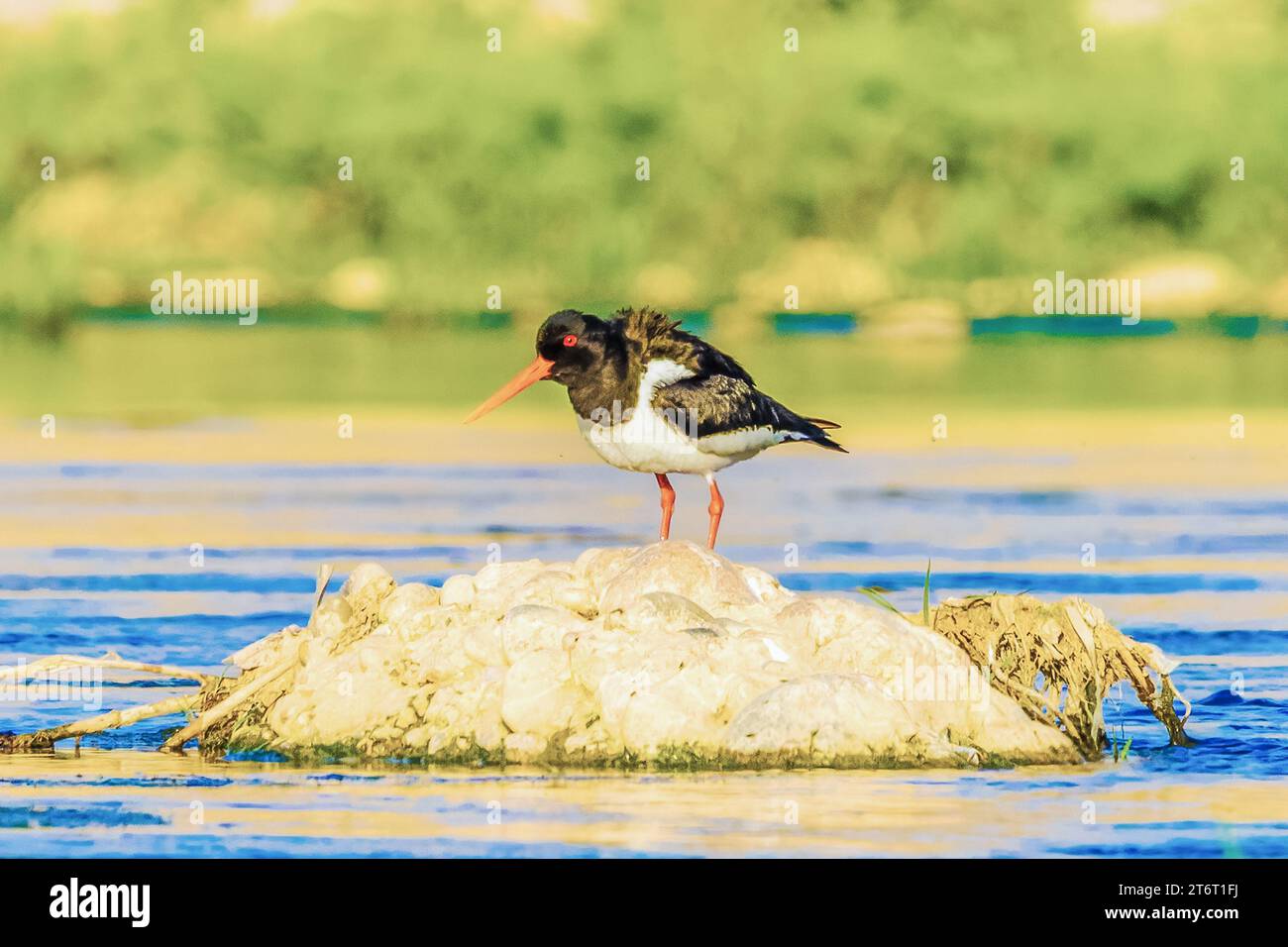 Wild birds wade in the pristine lake, showcasing the beauty of nature ...