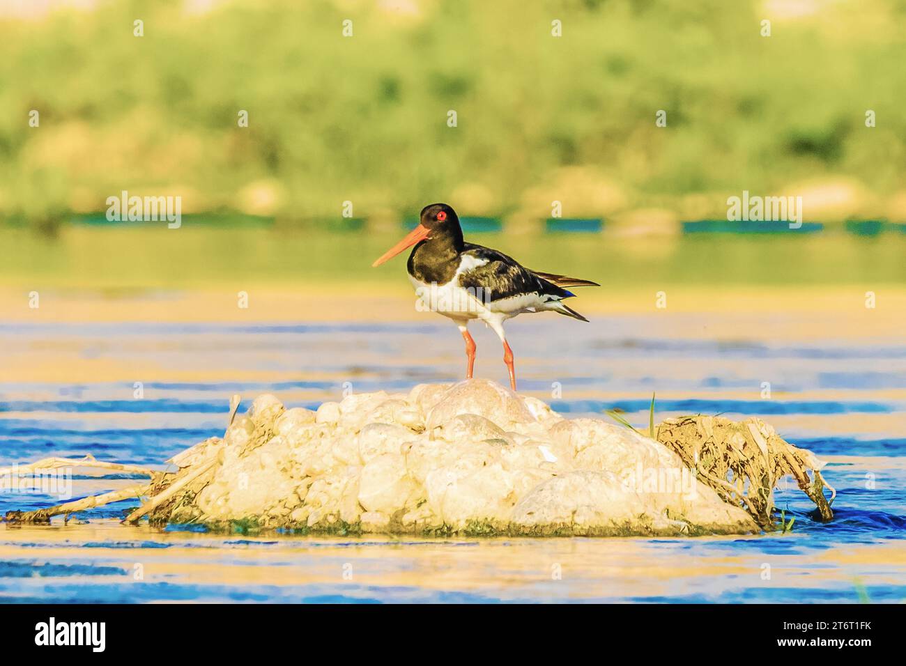 Wild birds wade in the pristine lake, showcasing the beauty of nature ...