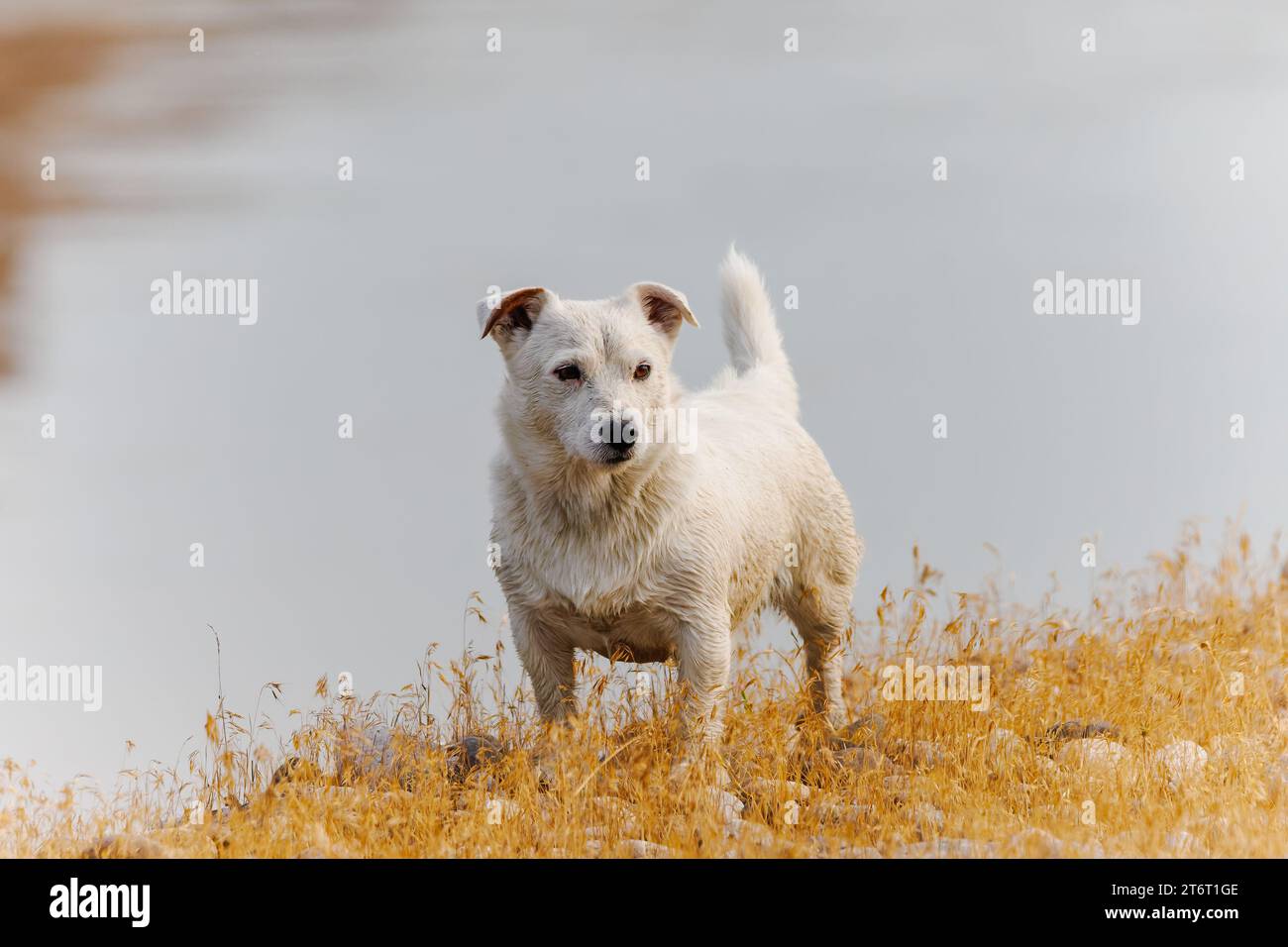 Dog breed Jack Russell Terrier in nature in the wild Stock Photo - Alamy