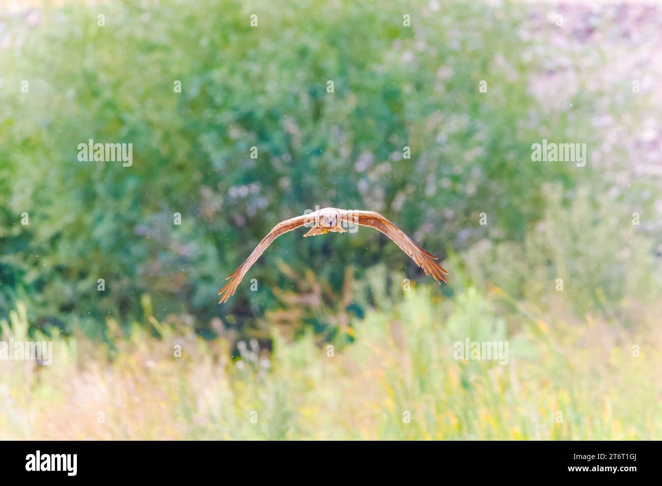 Bird Eastern Marsh Harrier Circus spilonotus in the wild Stock Photo ...