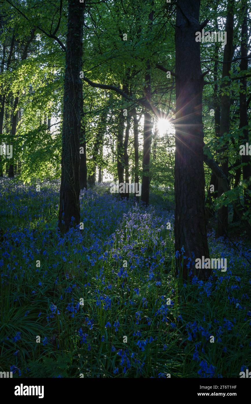 Bluebells [ Hyacinthoides non-scripta ] in woodland with sunburst ...
