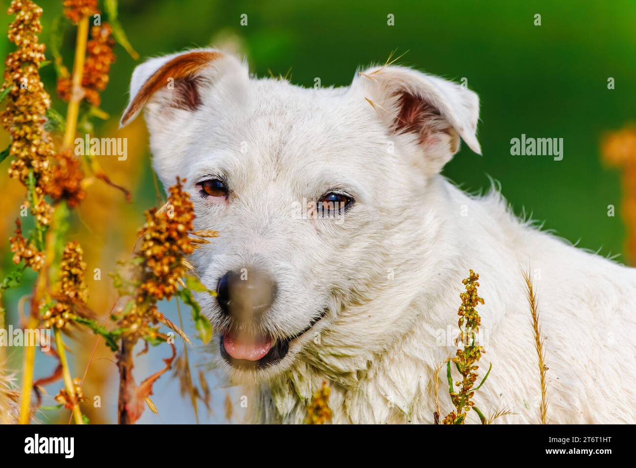 Dog breed Jack Russell Terrier in nature in the wild Stock Photo - Alamy