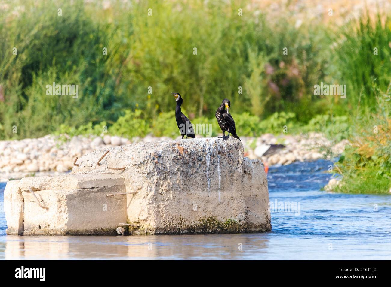 Wild birds wade in the pristine lake, showcasing the beauty of nature ...