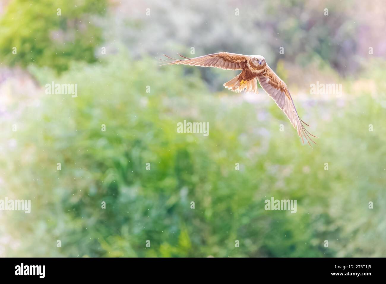 Bird Eastern Marsh Harrier Circus spilonotus in the wild Stock Photo ...