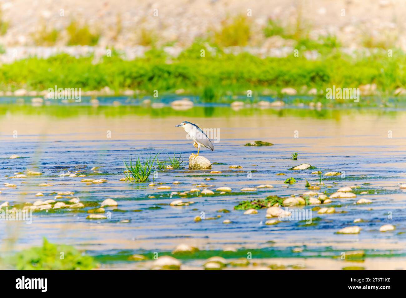 Wild birds wade in the pristine lake, showcasing the beauty of nature ...