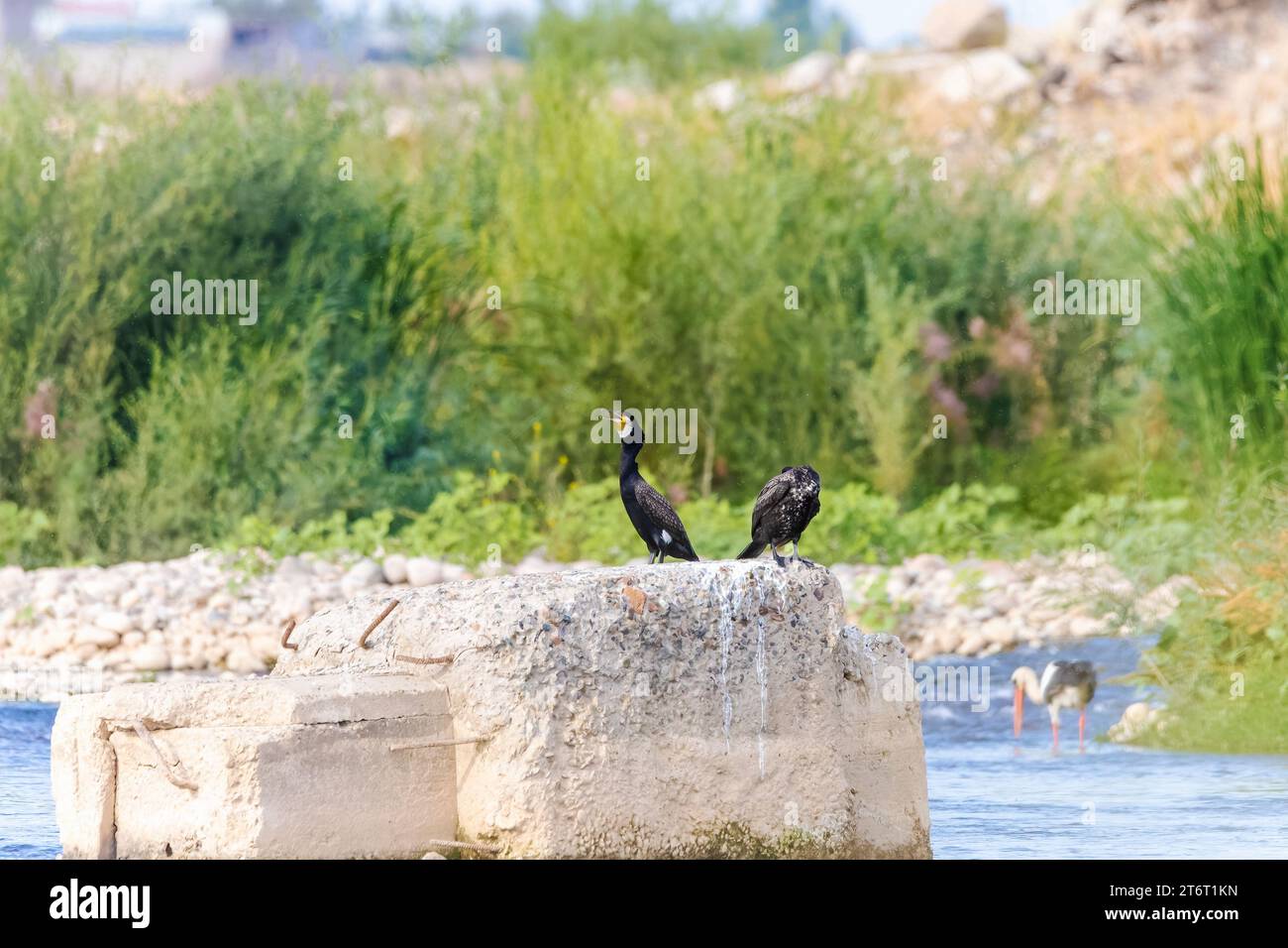 Wild birds wade in the pristine lake, showcasing the beauty of nature ...