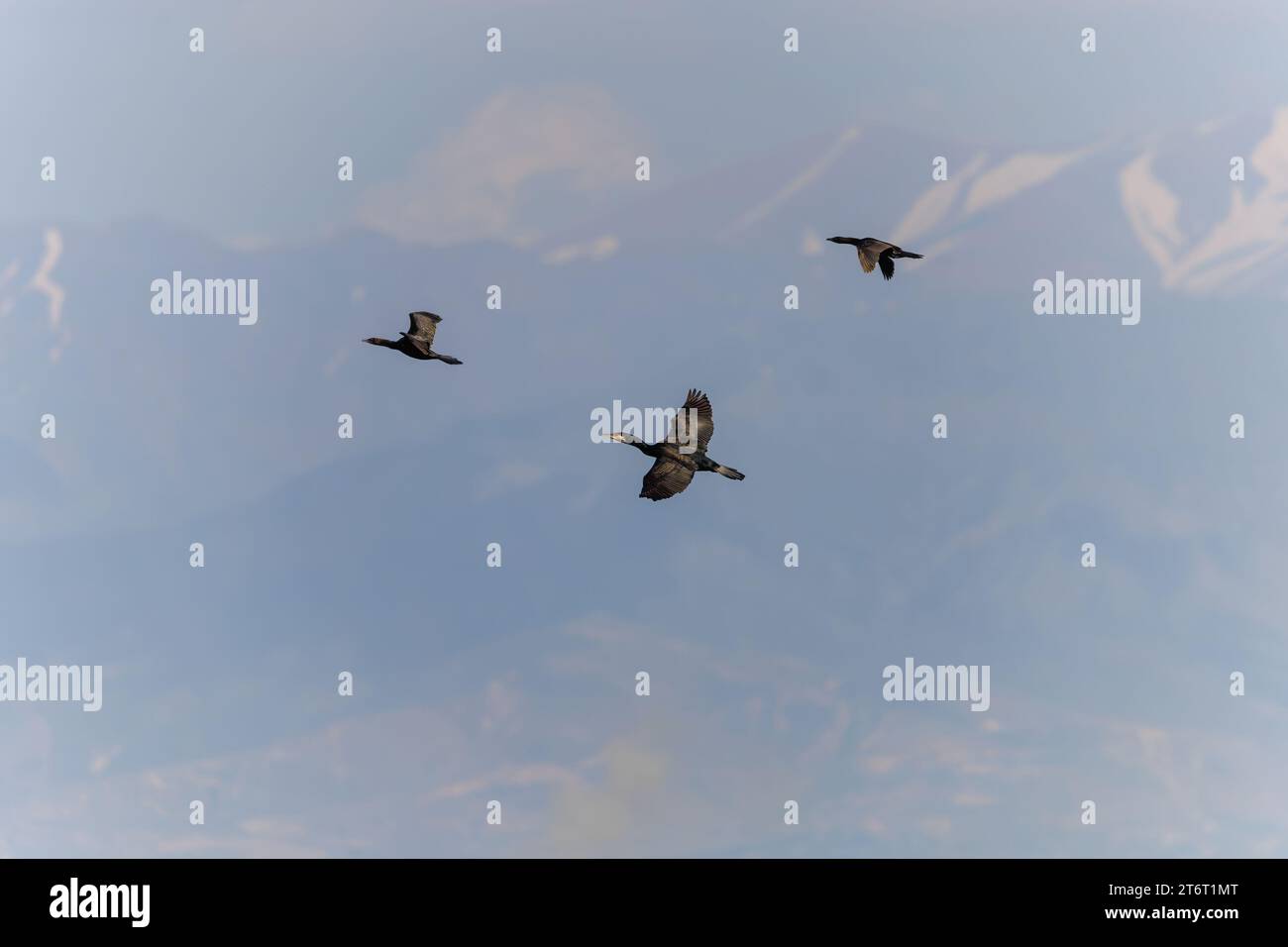 Birds soar in the wild blue sky, embodying the spirit of nature's ...