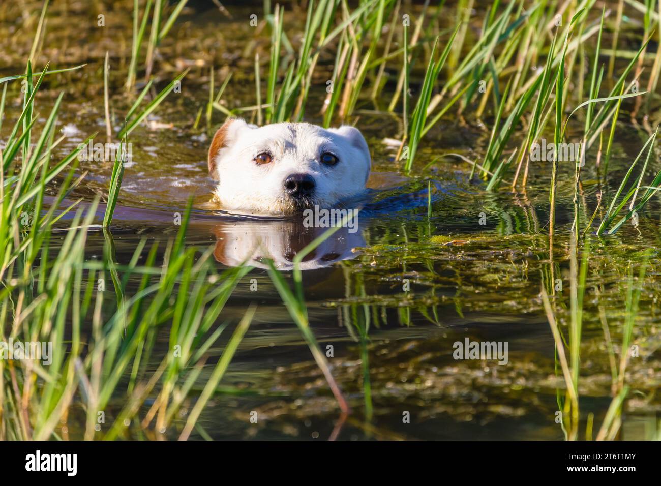 Dog breed Jack Russell Terrier in nature in the wild Stock Photo - Alamy