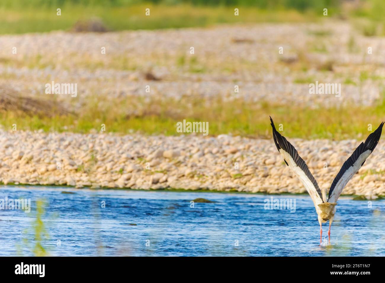 Wild birds wade in the pristine lake, showcasing the beauty of nature ...