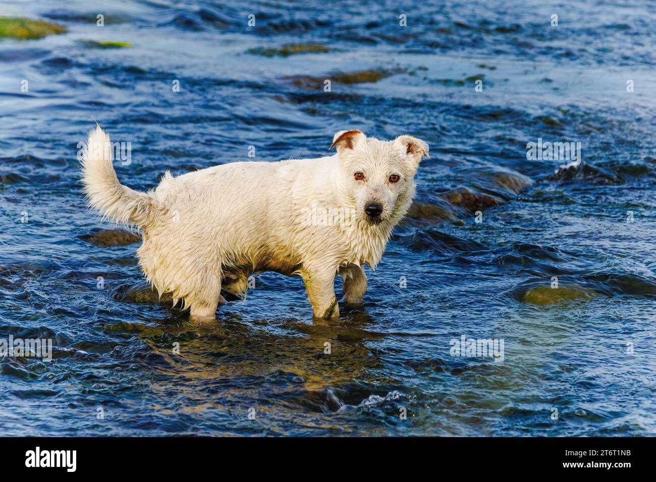 Dog breed Jack Russell Terrier in nature in the wild Stock Photo - Alamy
