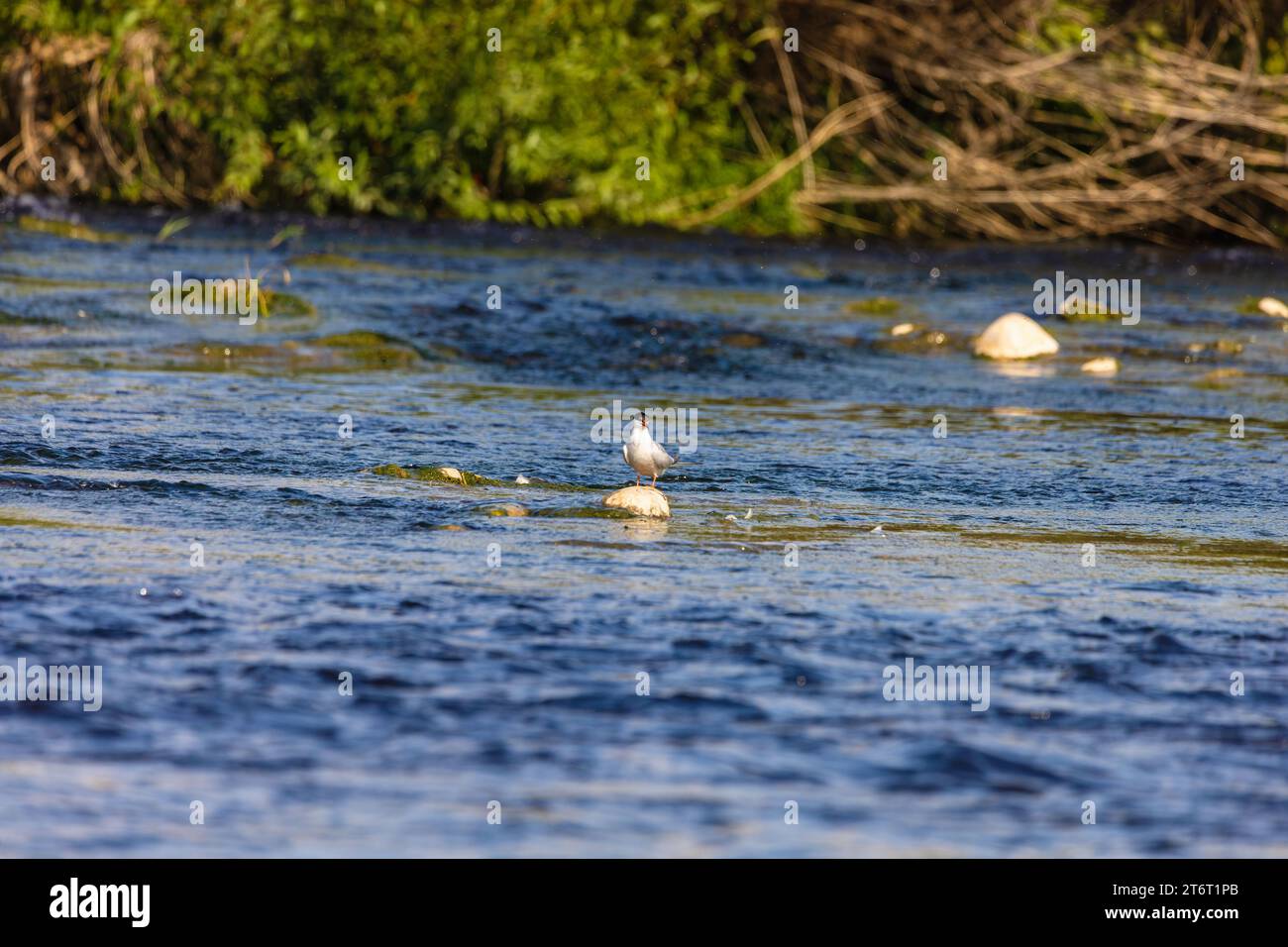 Wild birds wade in the pristine lake, showcasing the beauty of nature ...
