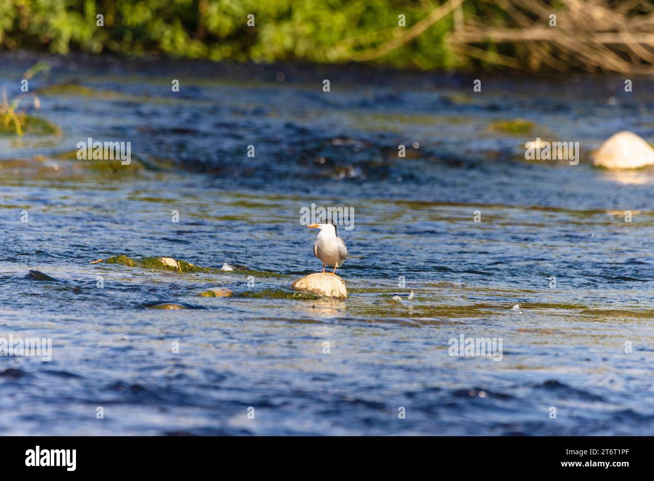 Wild birds wade in the pristine lake, showcasing the beauty of nature ...