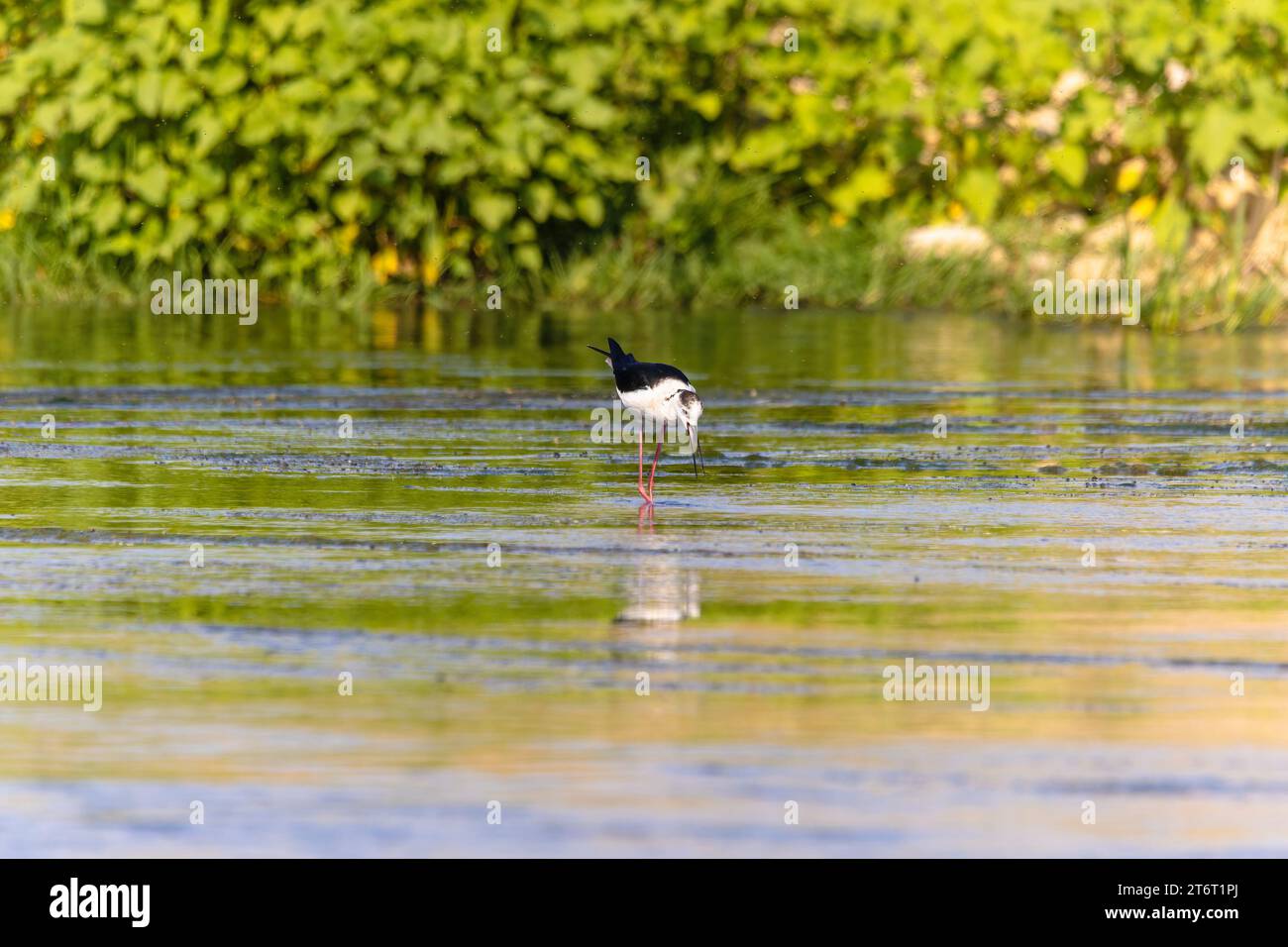 Wild birds wade in the pristine lake, showcasing the beauty of nature ...