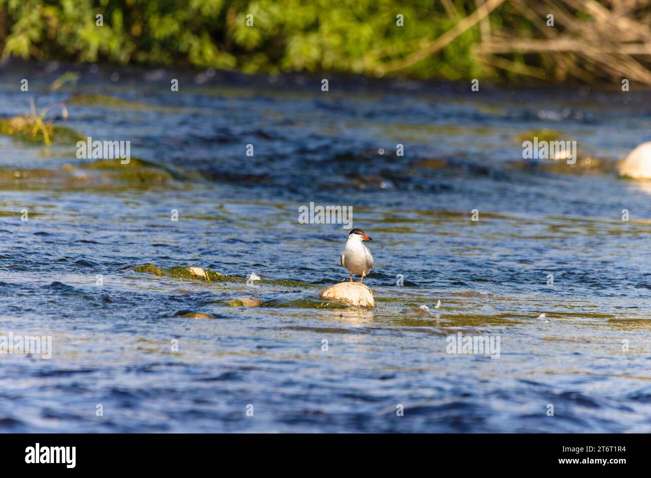Wild birds wade in the pristine lake, showcasing the beauty of nature ...