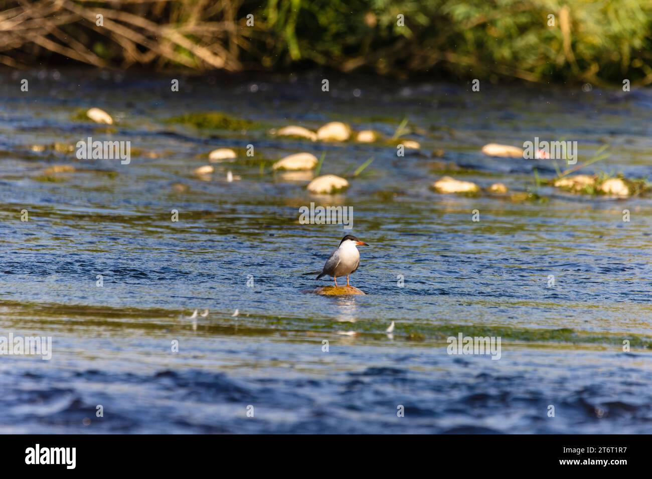 Wild birds wade in the pristine lake, showcasing the beauty of nature ...
