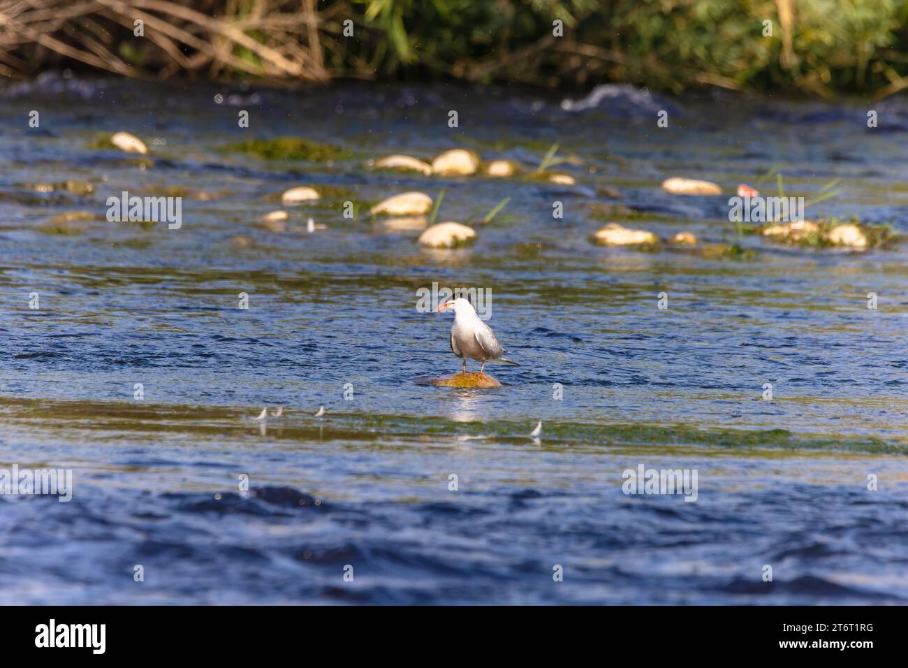 Wild birds wade in the pristine lake, showcasing the beauty of nature ...