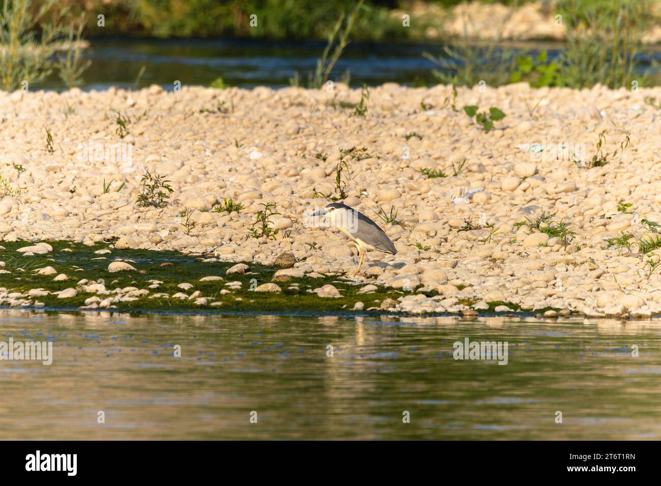 Wild birds wade in the pristine lake, showcasing the beauty of nature ...
