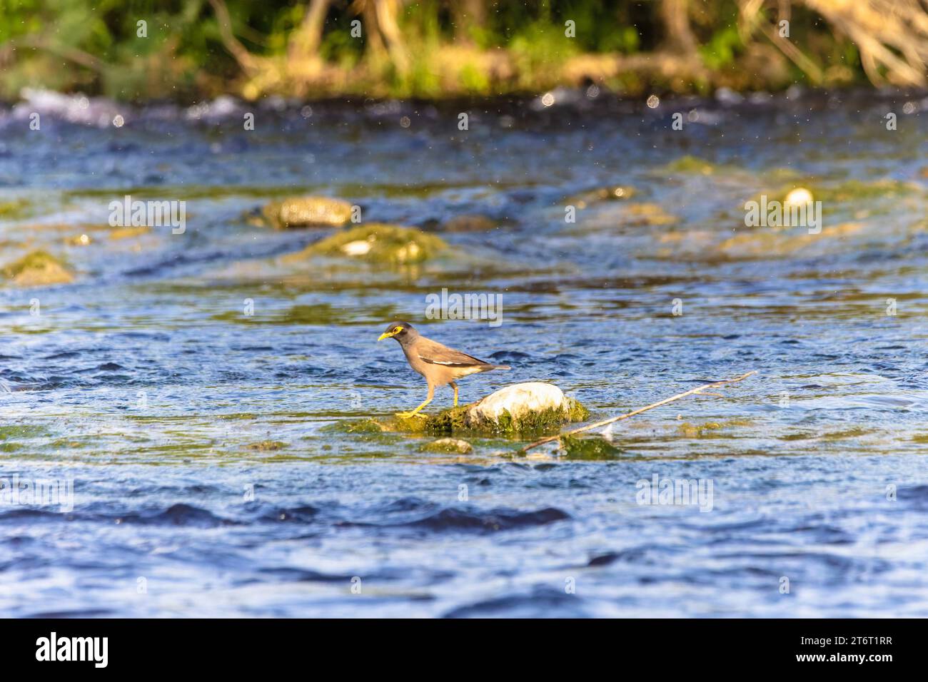 Wild birds wade in the pristine lake, showcasing the beauty of nature ...